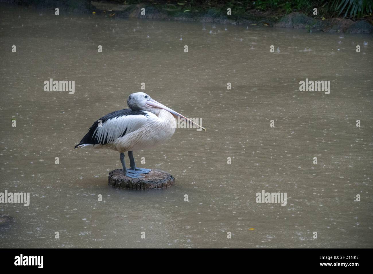 Australian pelican standing on a tree trunk during raining day. Its ...