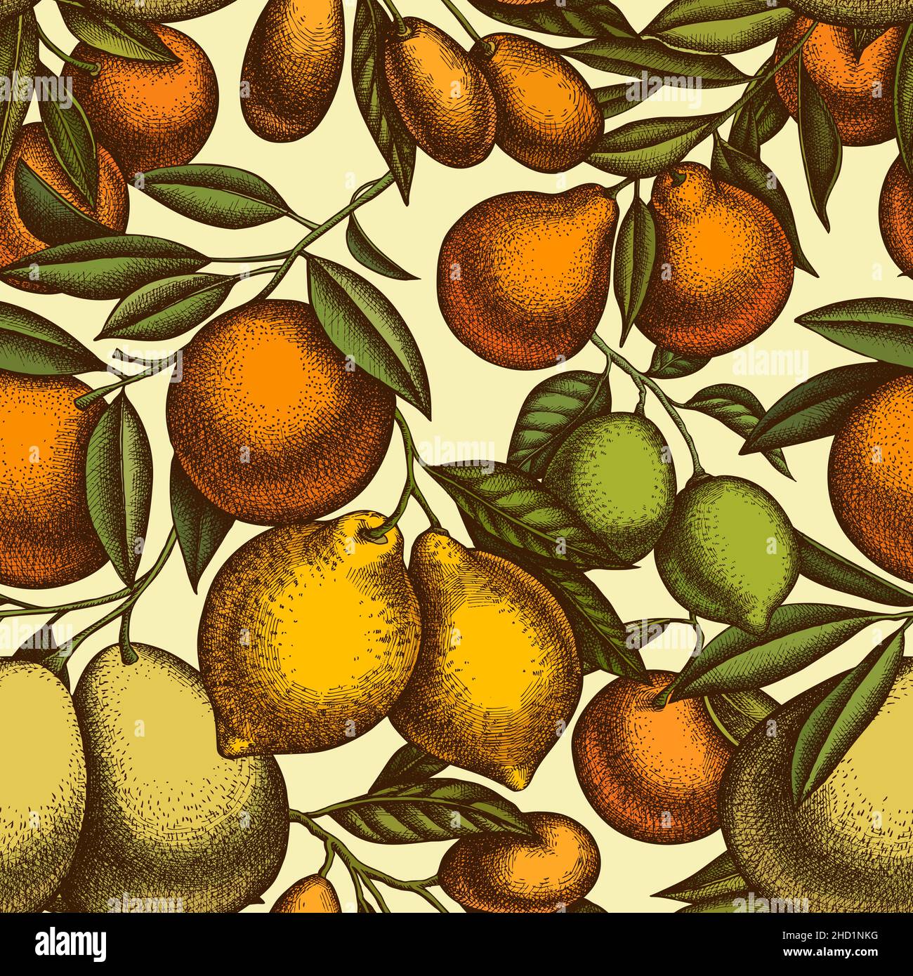 Citrus seamless pattern background design. Engraved style. Hand drawn kumquat, lemon, tangelo ...
