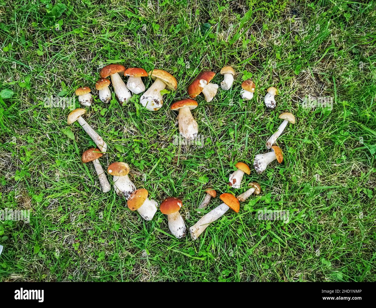 harvested white forest mushrooms lie on the green grass in the shape of ...