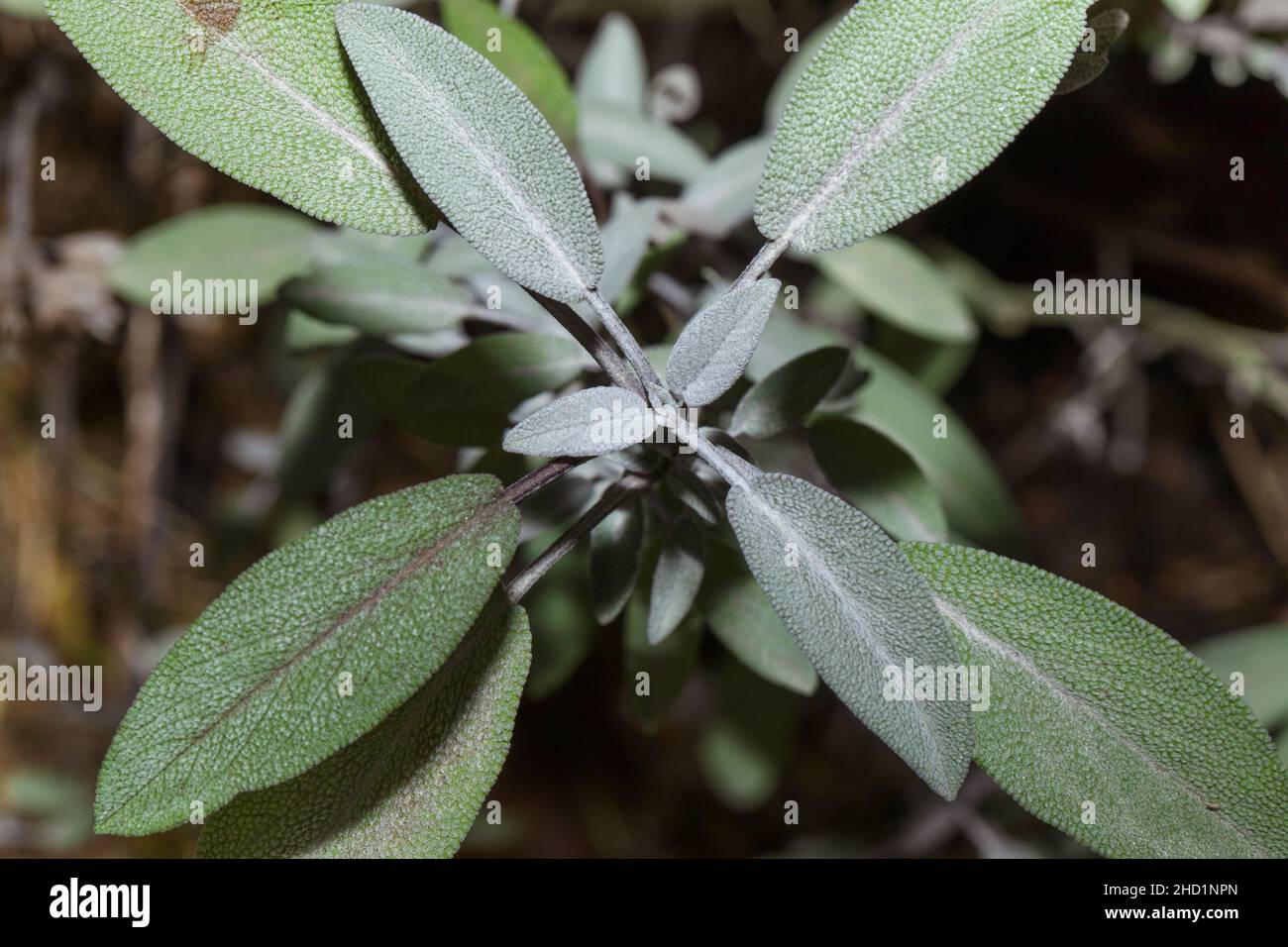 Sage leaves, retaining their green colour in winter Stock Photo - Alamy