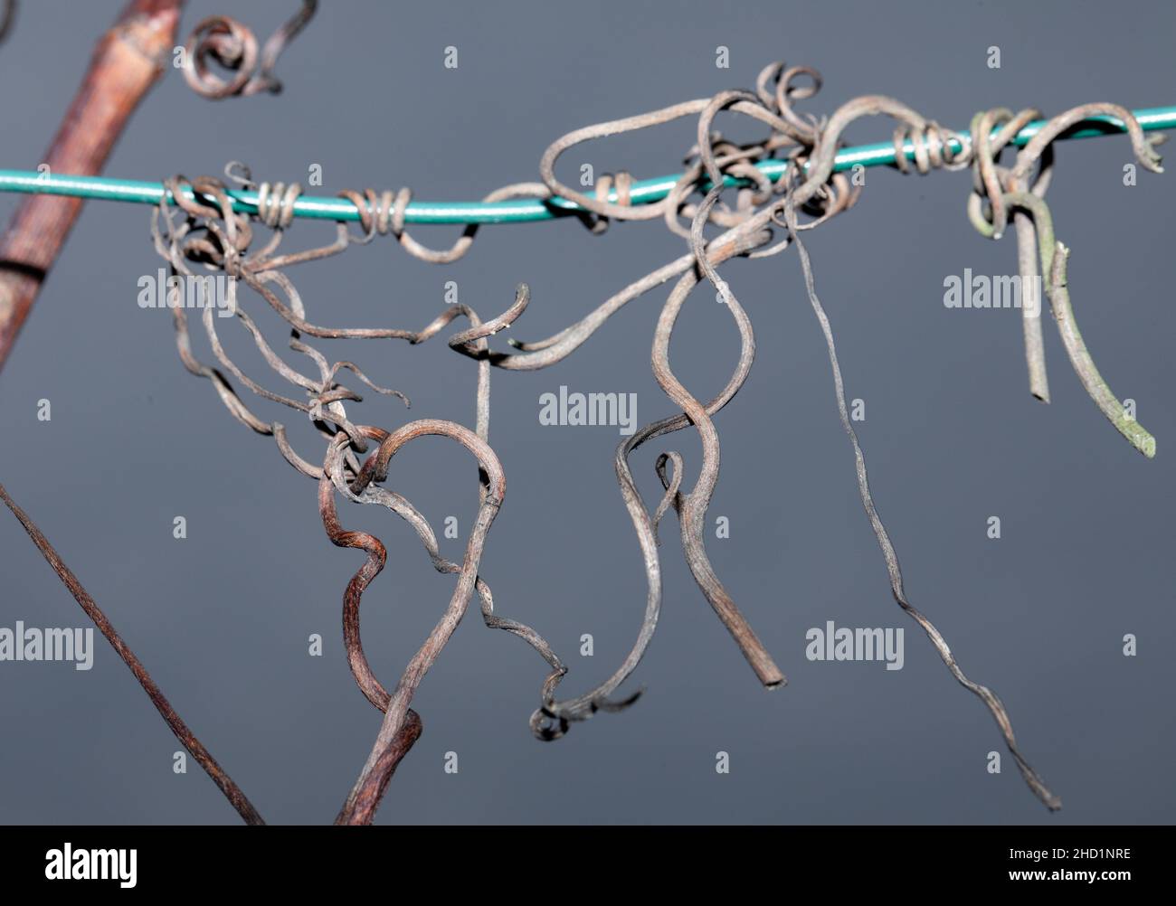 Spiral tendrils hi-res stock photography and images - Alamy