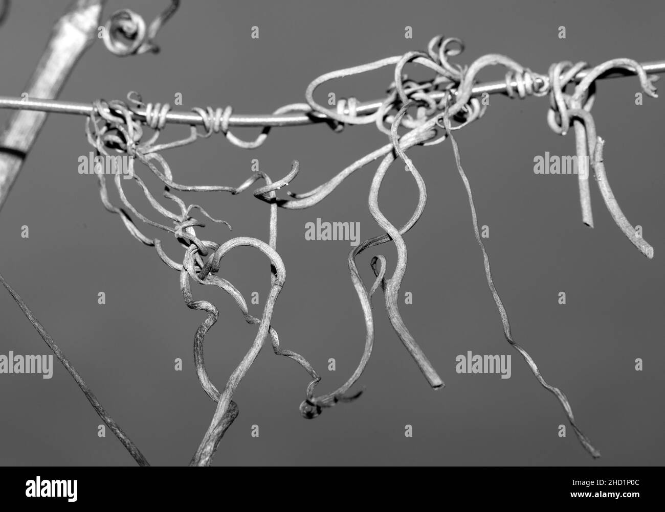 Grapevine tendrils Black and White Stock Photos & Images - Alamy