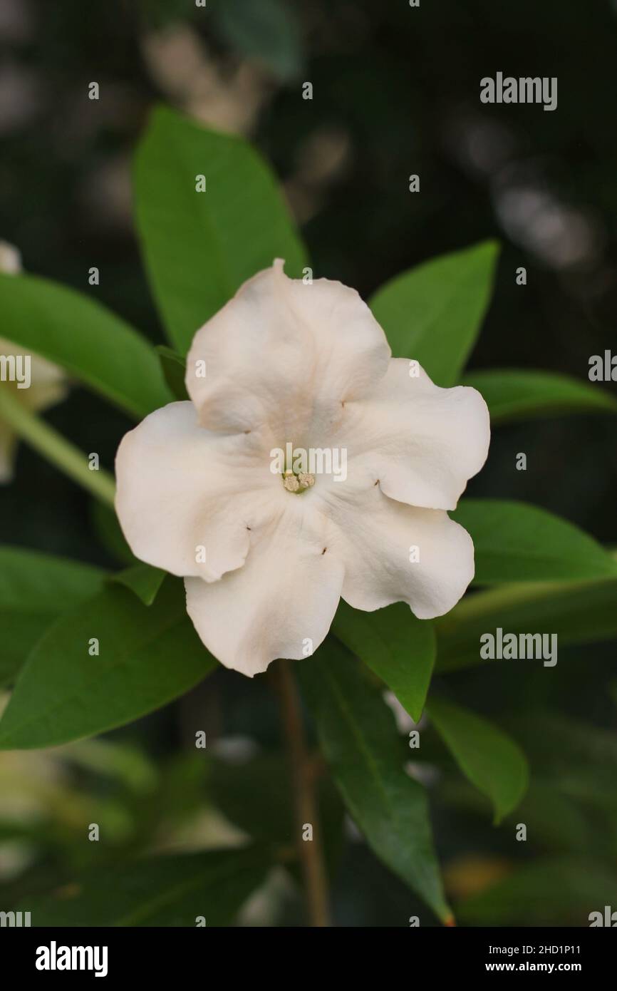 Beautiful single white tropical flower in full bloom while growing in ...