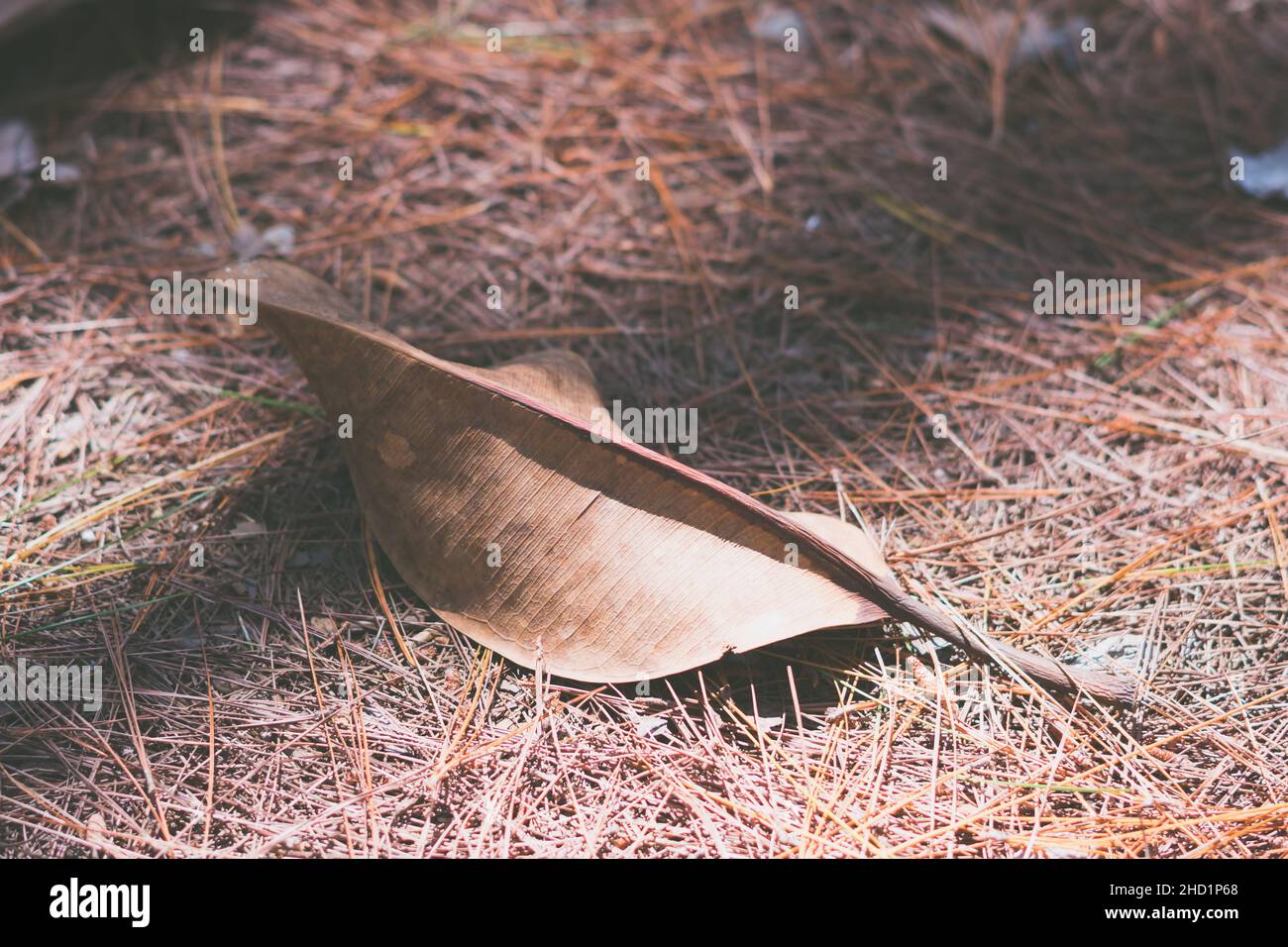 Abstract real nature beauty background. Copy space one big Dry leaf on ...