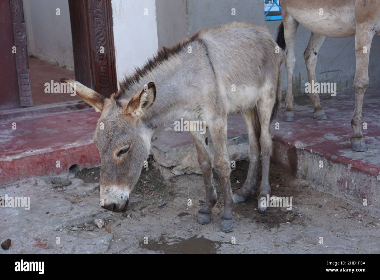 Donkey in heat hi-res stock photography and images - Alamy
