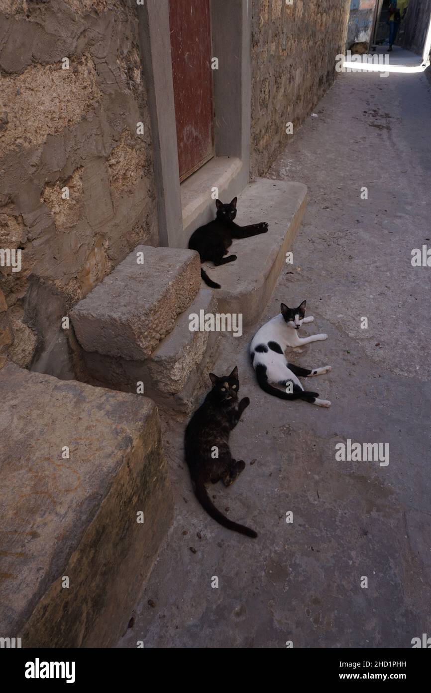 Cat escaping hi-res stock photography and images - Alamy