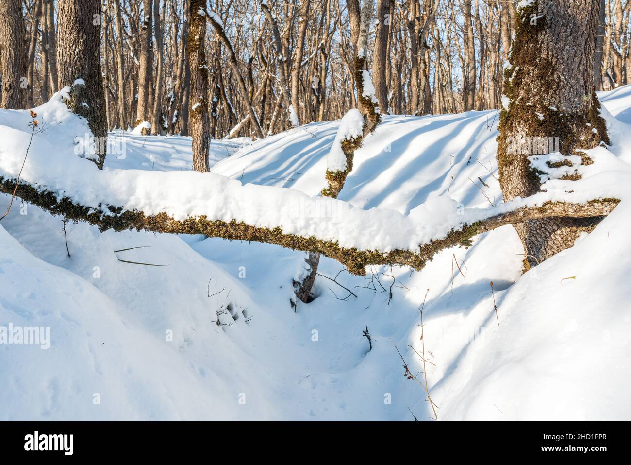 Snowy freeze morning hi-res stock photography and images - Alamy