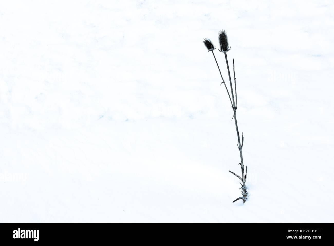 Frozen Snow Sticks High Resolution Stock Photography and Images - Alamy