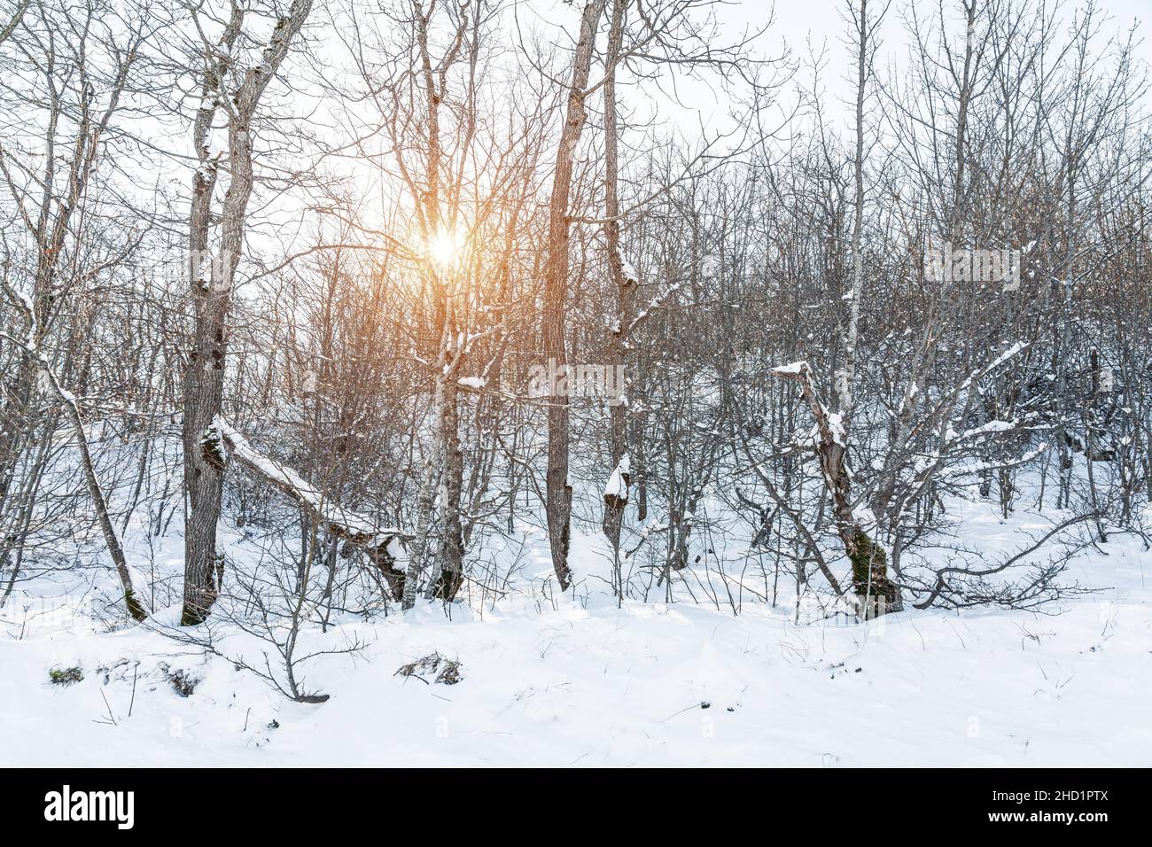 Snowy freeze morning hi-res stock photography and images - Alamy