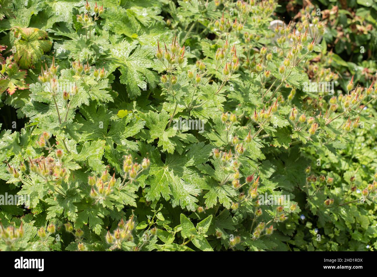 a group of cranesbill plants in a meadow with wilted flowers Stock ...
