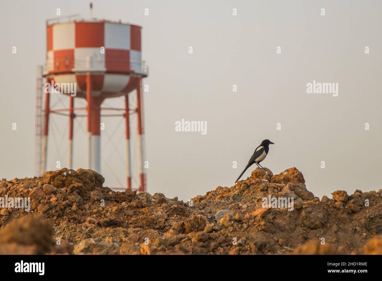 Crow stone water hi-res stock photography and images - Alamy
