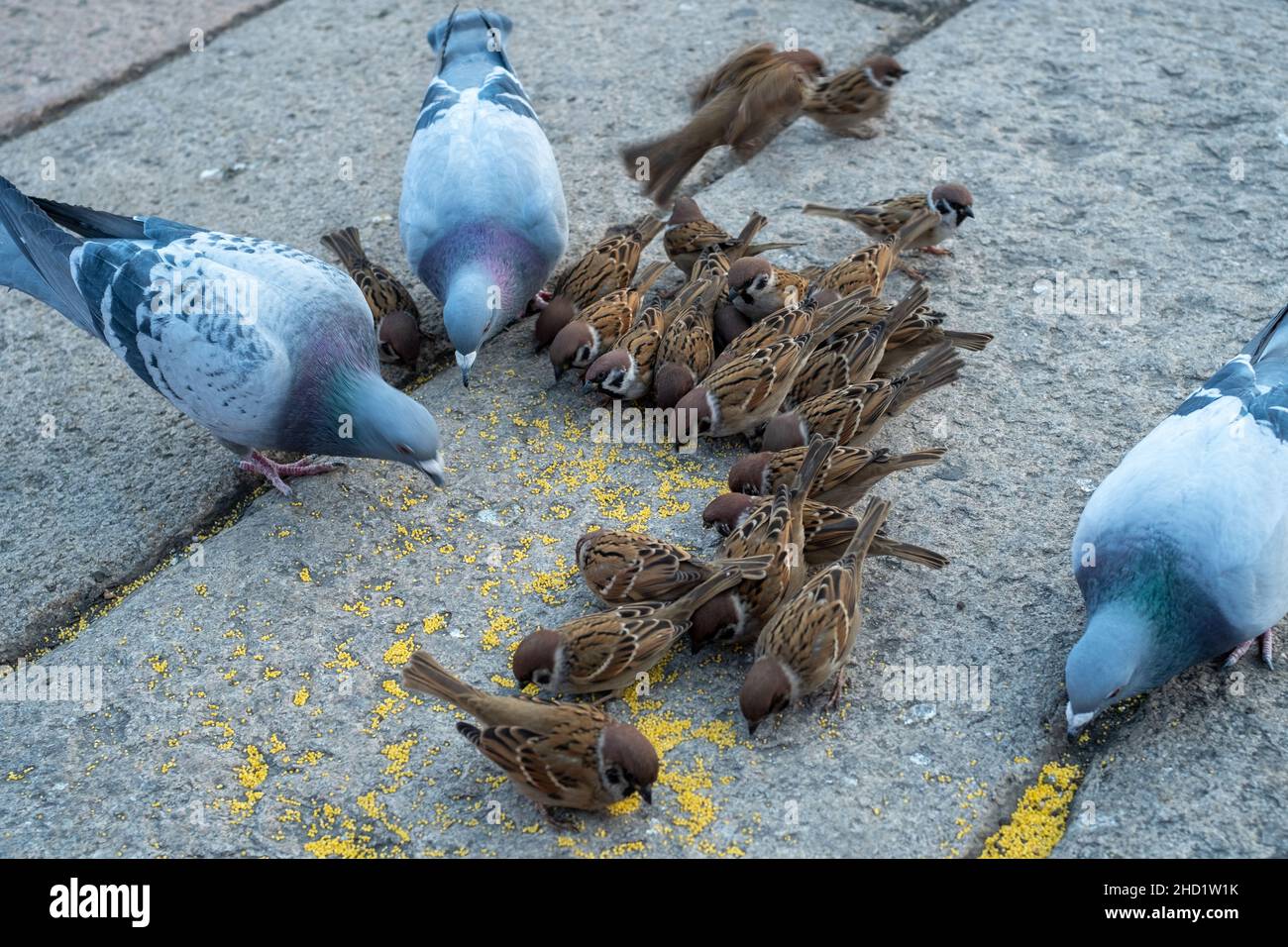 Group of sparrows hi-res stock photography and images - Alamy