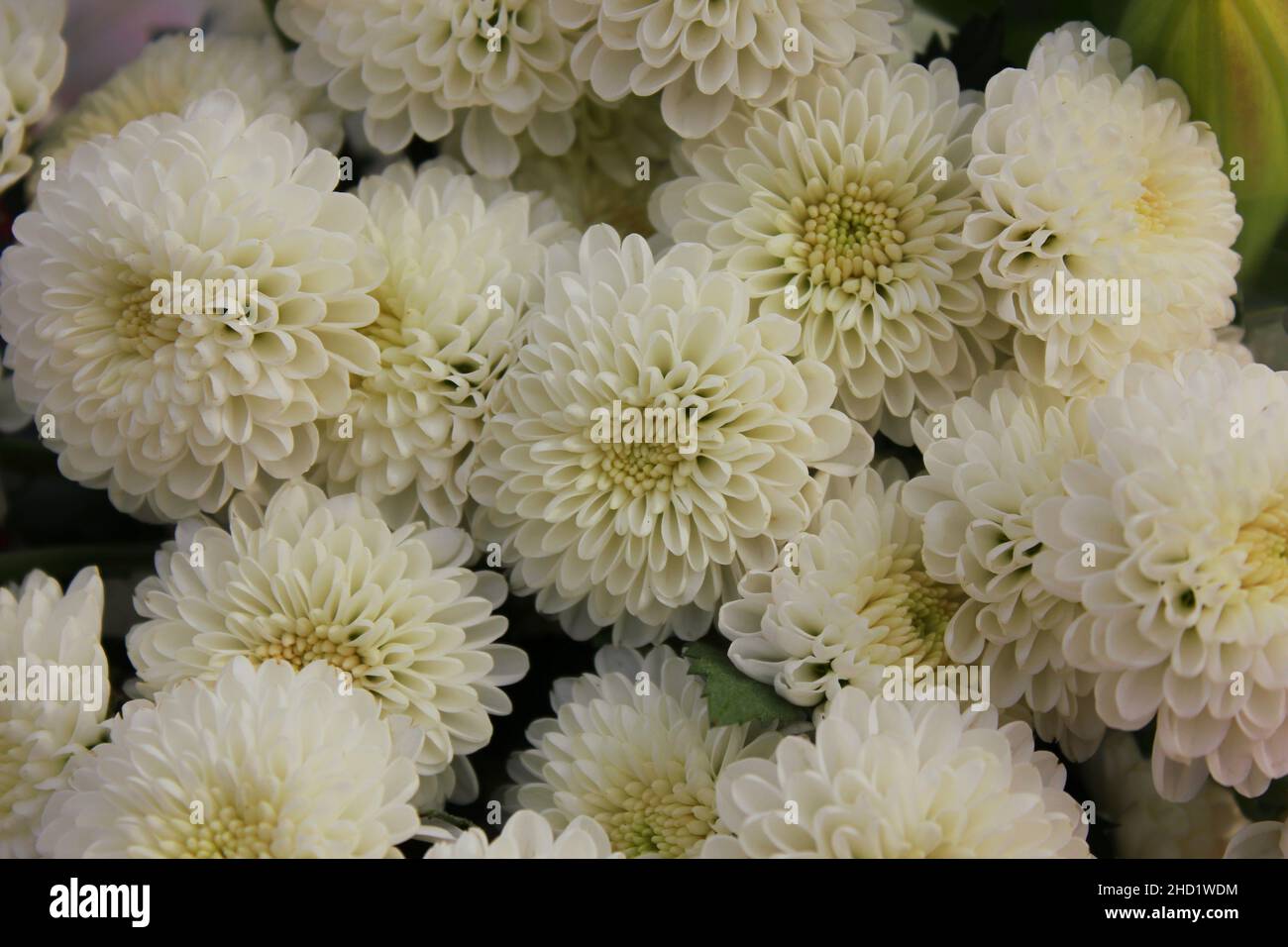 Beautiful fresh cheerful flowers in full bloom as a cherished gift for ...