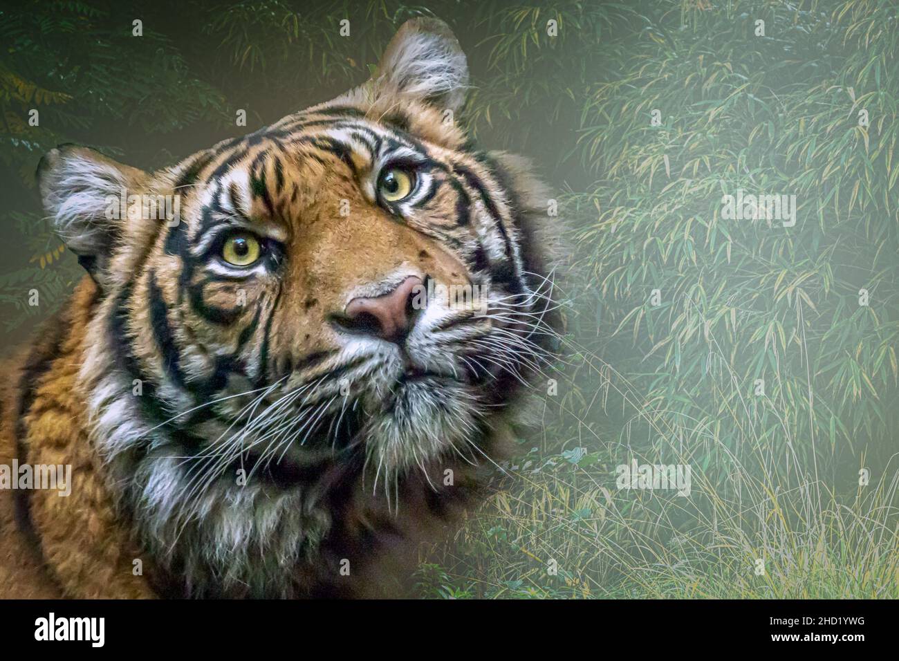 portrait of a tiger hiding in the jungle Stock Photo - Alamy