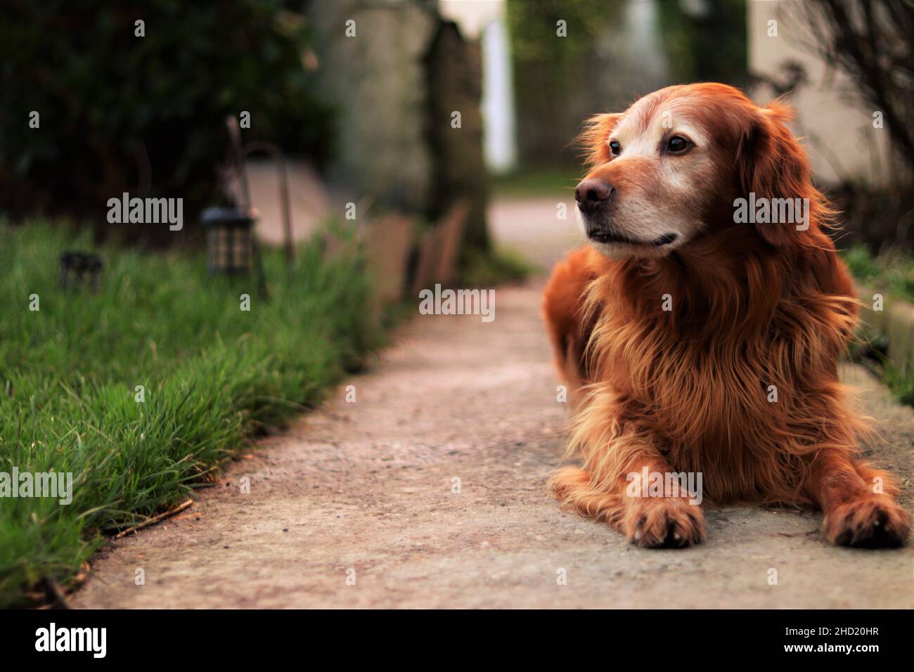 Dog Lying on Pathway Stock Photo - Alamy
