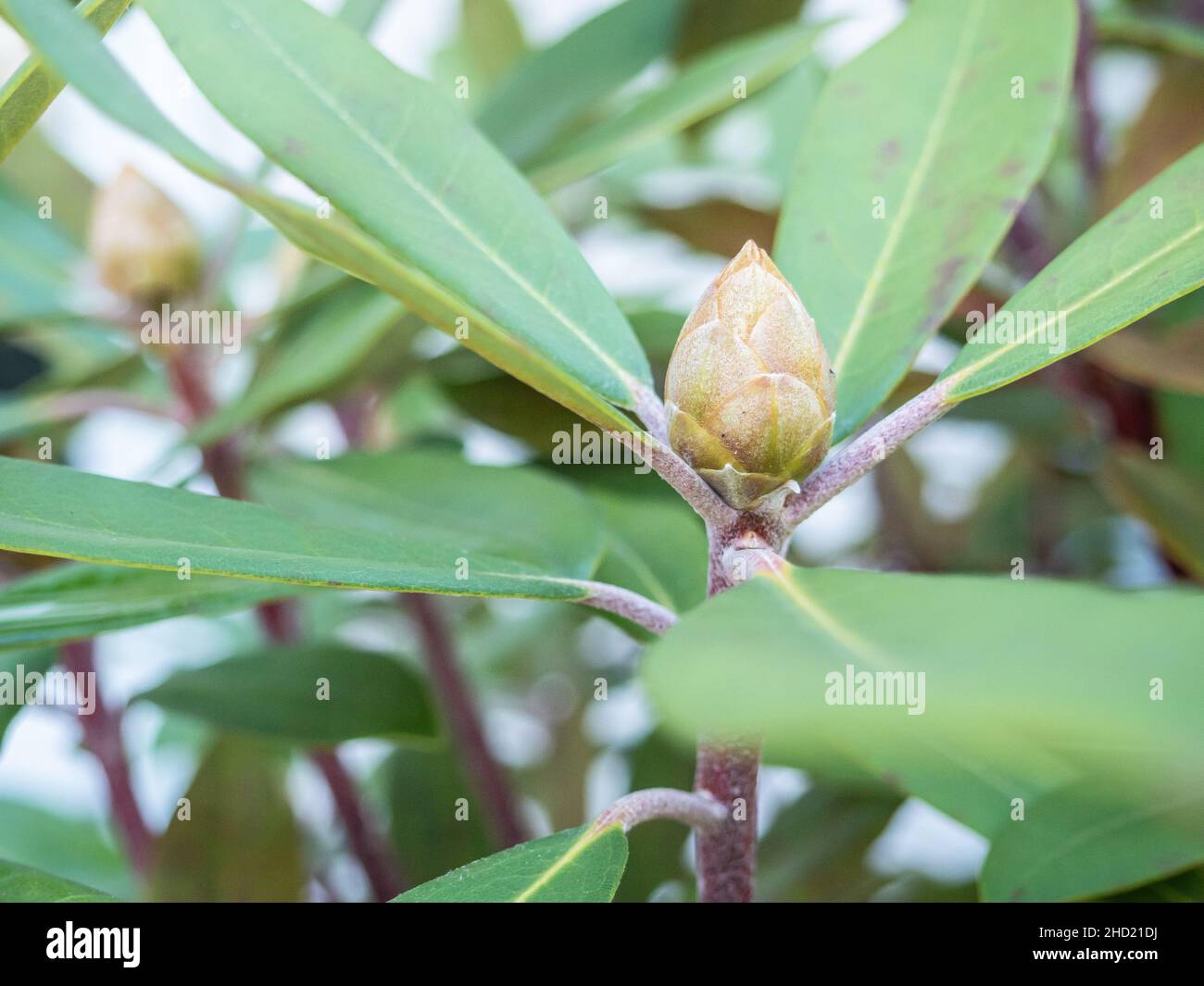 Closeup shot of rhododendron bud Stock Photo - Alamy
