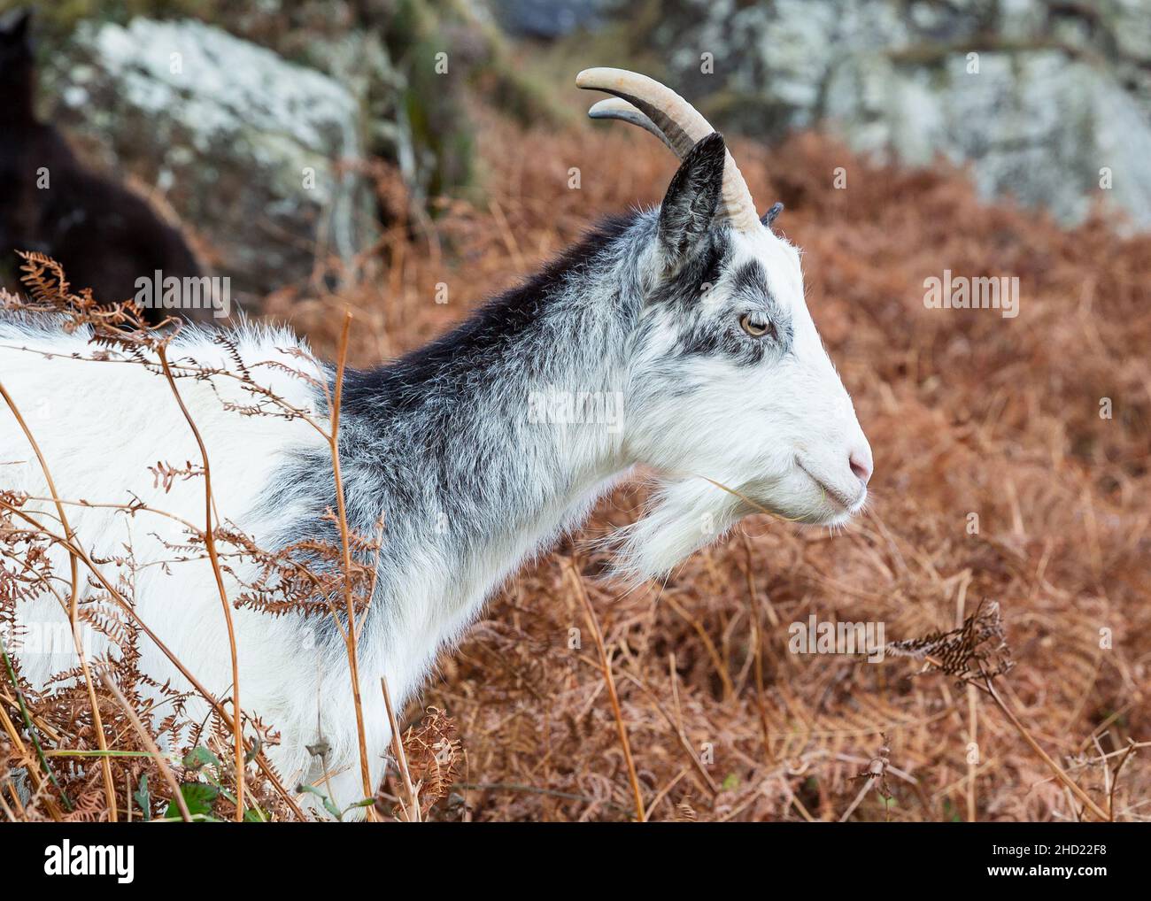 Wild goat, Valley of the Rocks, Exmoor National Park, North Devon ...