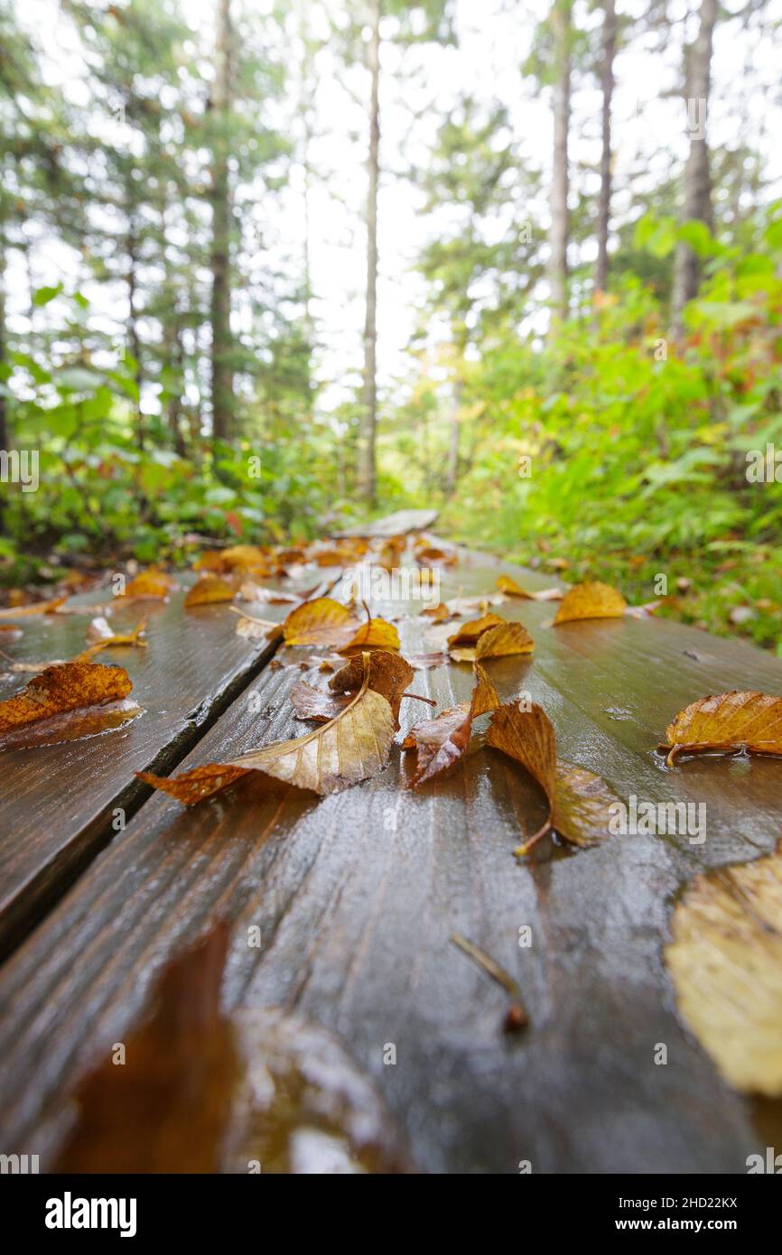 Puncheons hi-res stock photography and images - Alamy