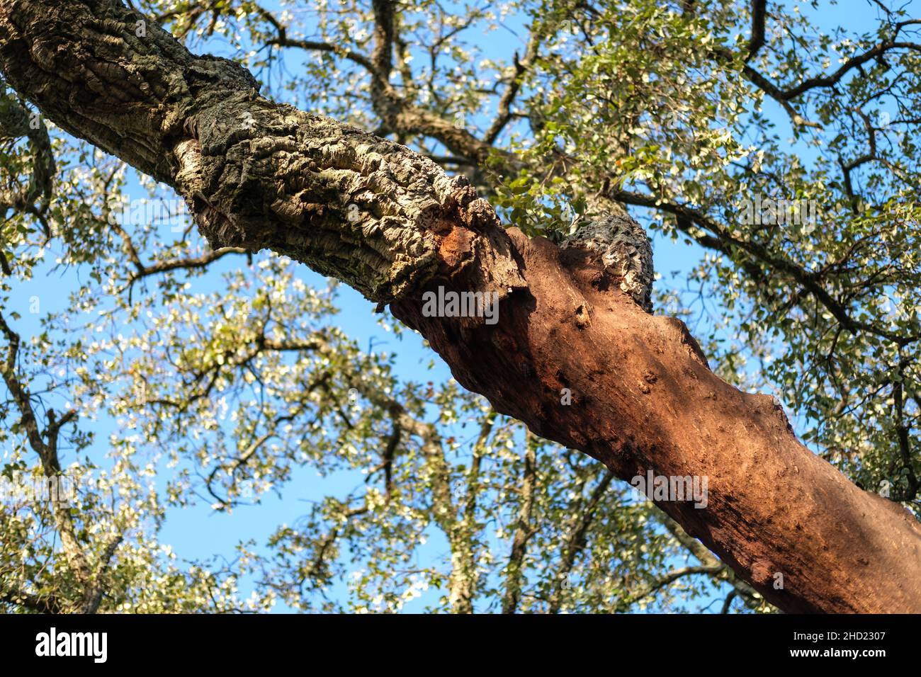 Branch of a cork oat tree that has been recently harvested Stock Photo ...
