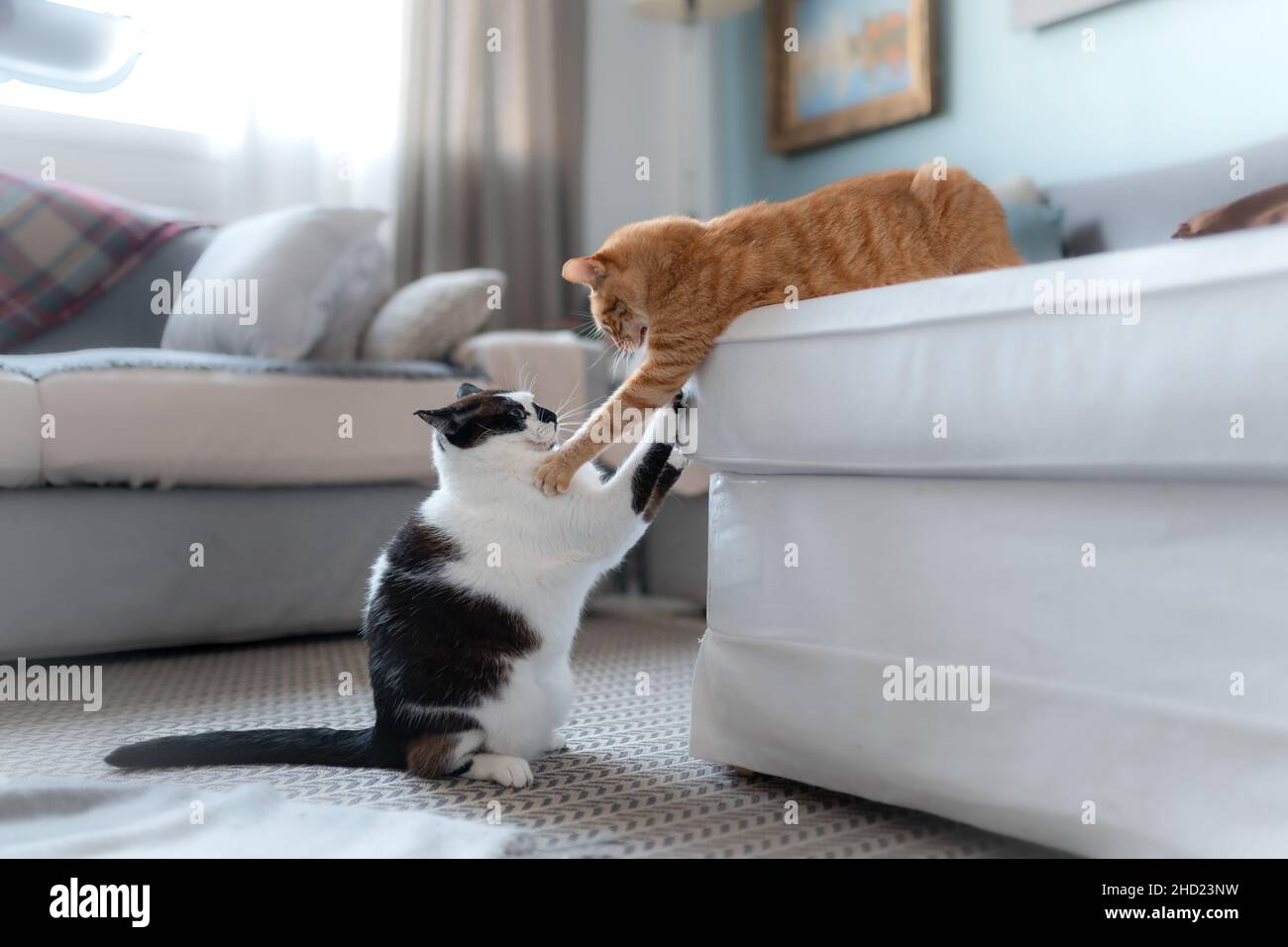 two domestic cats play together in the living room Stock Photo - Alamy