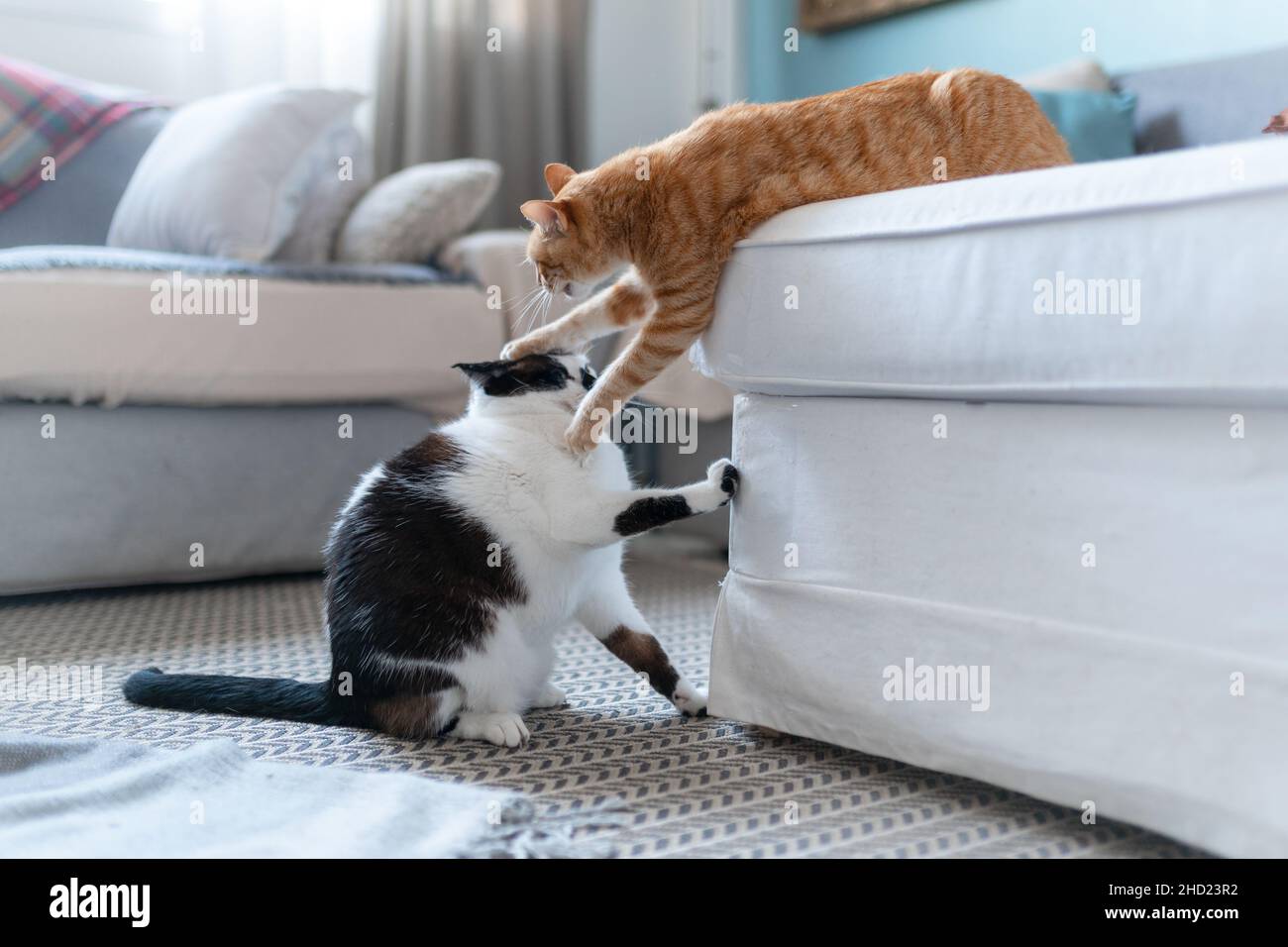 two domestic cats play together in the living room Stock Photo - Alamy