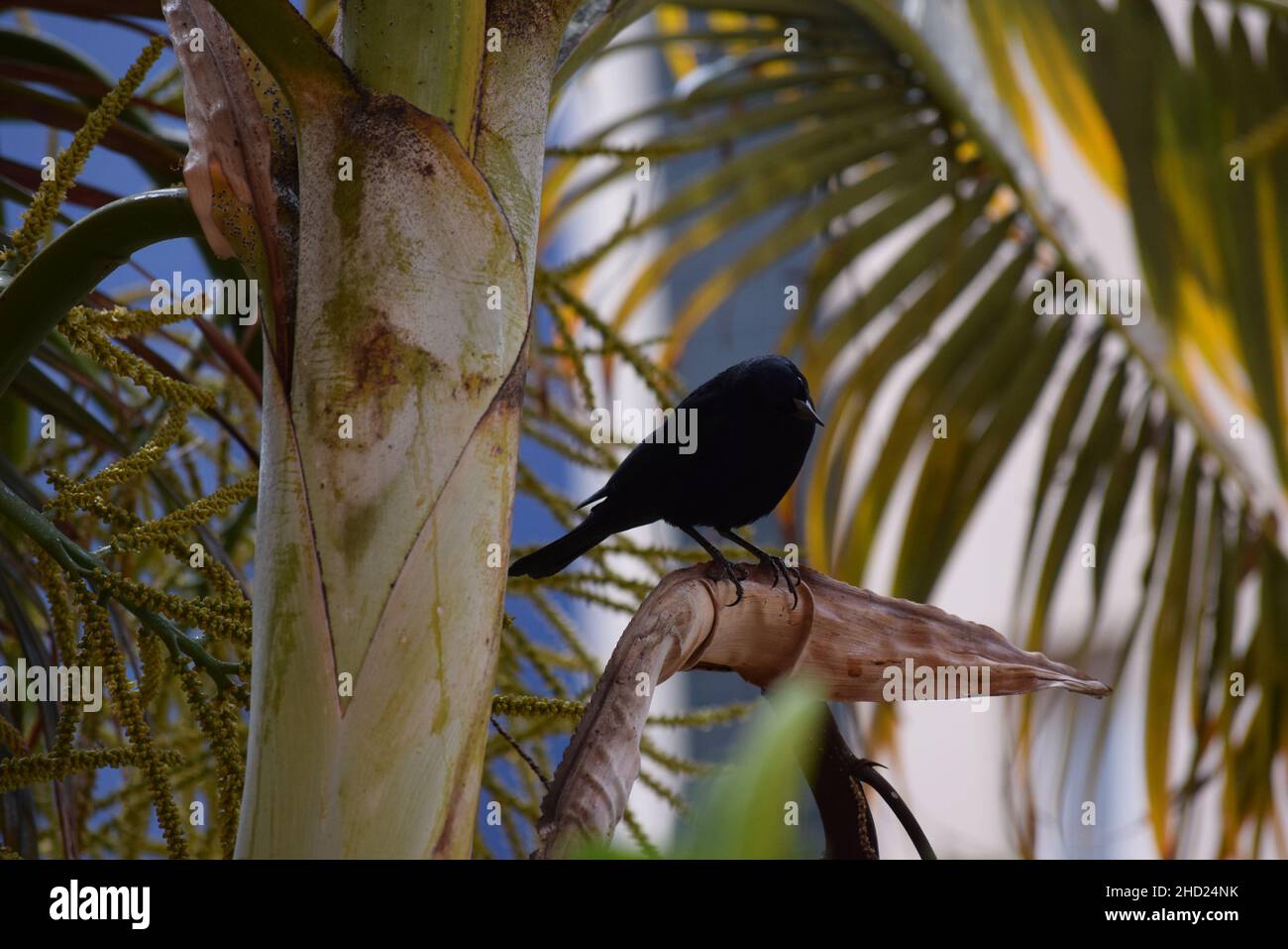 aves do Cerrado brasileiro Stock Photo - Alamy