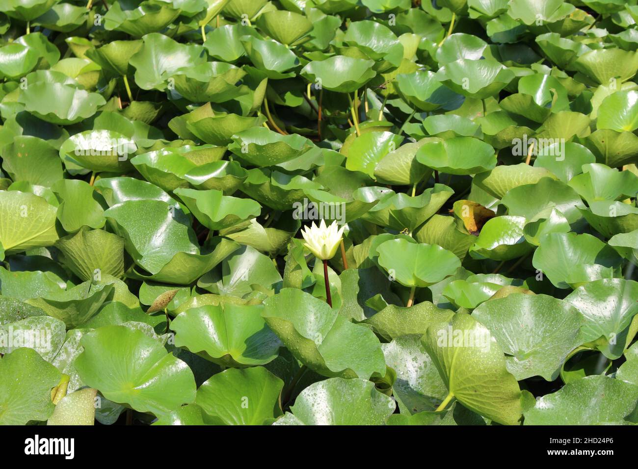 Memories form mu travel in India Stock Photo - Alamy
