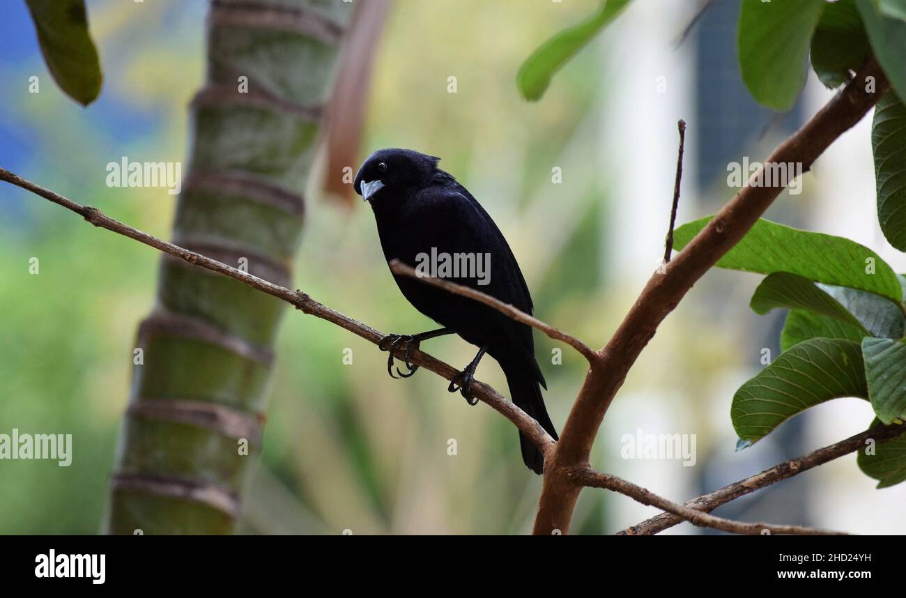 aves do Cerrado brasileiro Stock Photo - Alamy