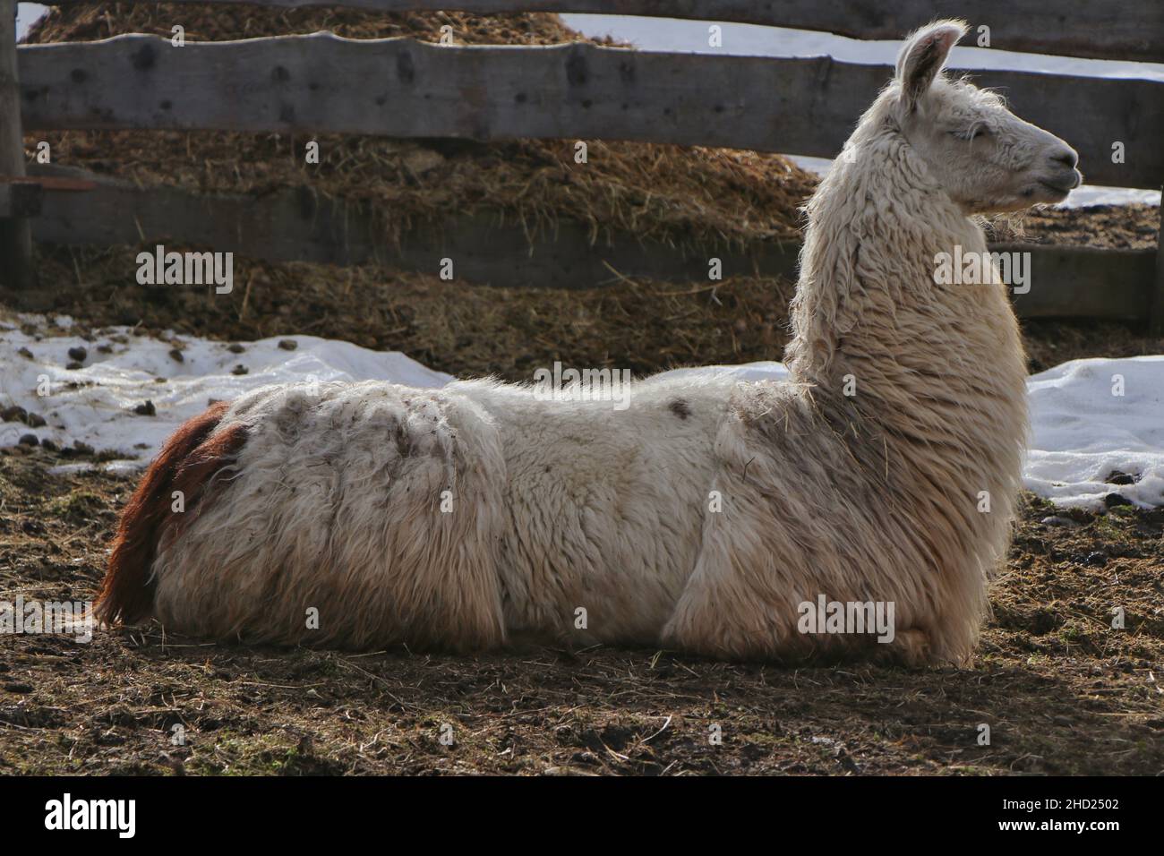 Portrait of a llama seen in profile, side view. High quality photo ...