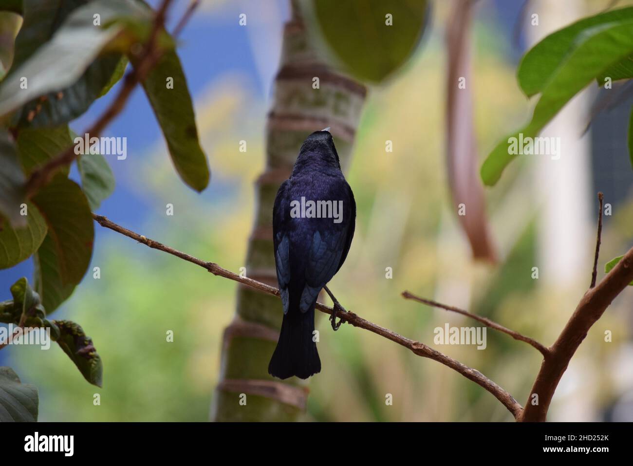 aves do Cerrado brasileiro Stock Photo - Alamy