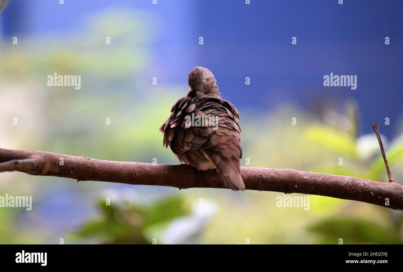 aves do Cerrado brasileiro Stock Photo - Alamy
