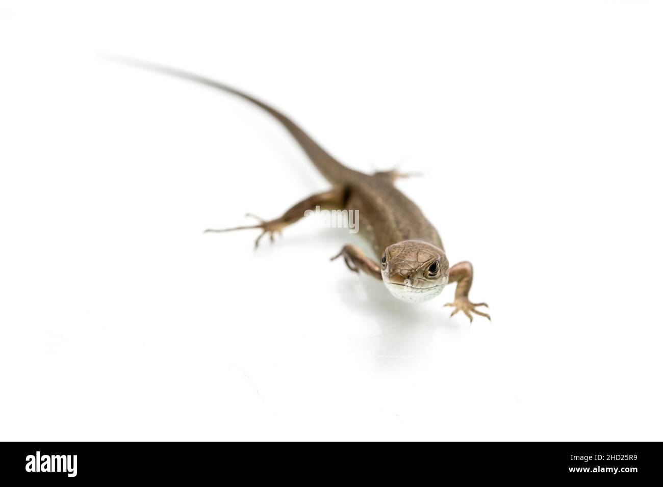 Brown lizard on white isolated background Stock Photo - Alamy