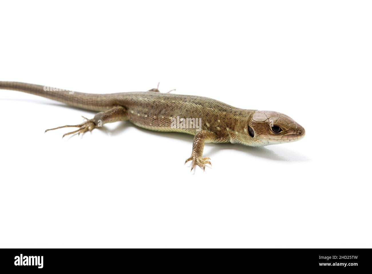 Brown lizard on white isolated background Stock Photo - Alamy