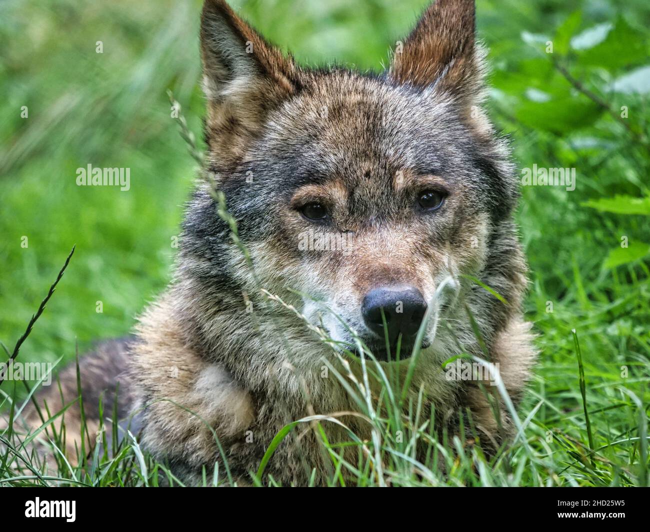 Wolf in grass field hi-res stock photography and images - Alamy