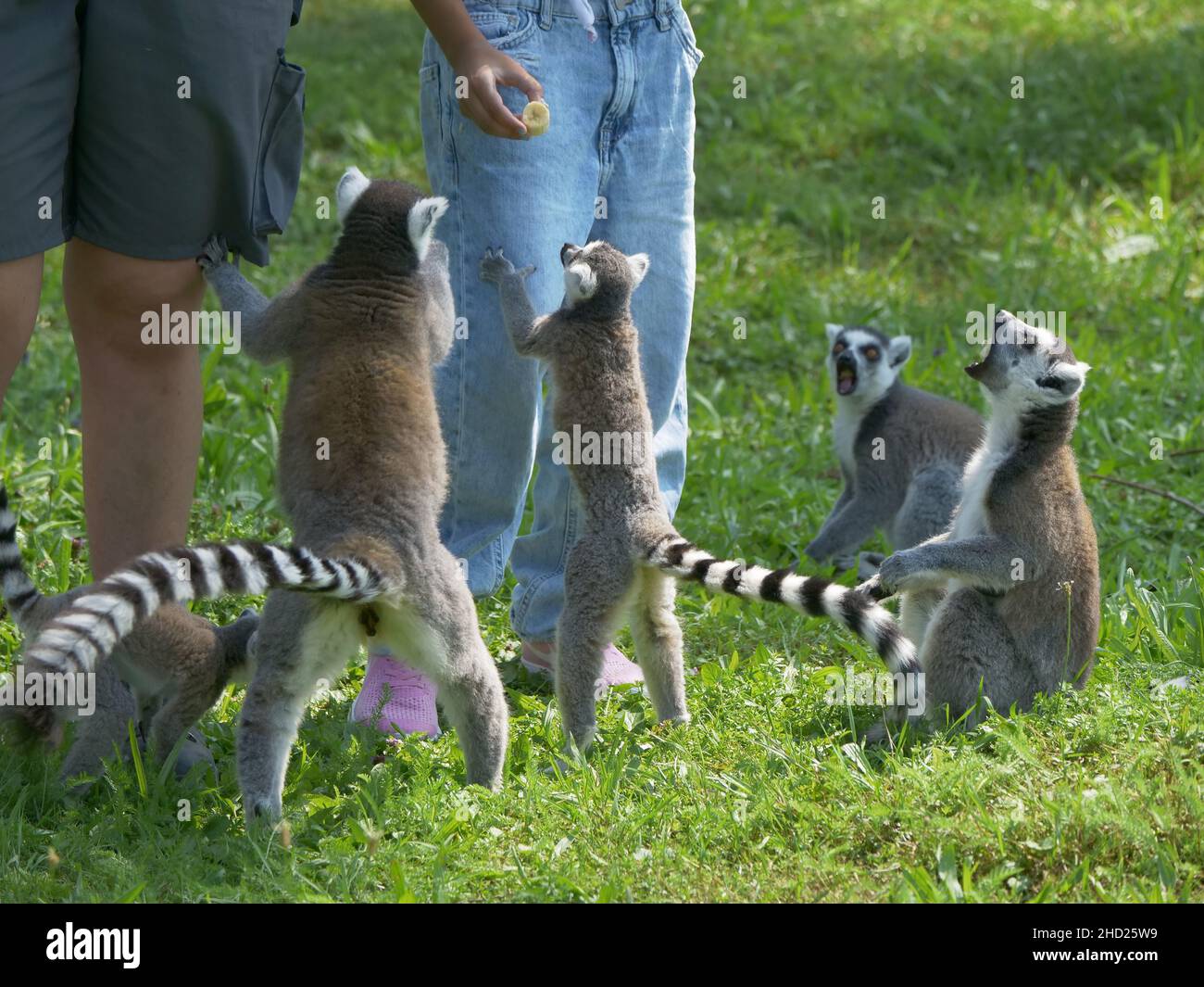 Beautiful view humans feeding lemurs Stock Photo - Alamy