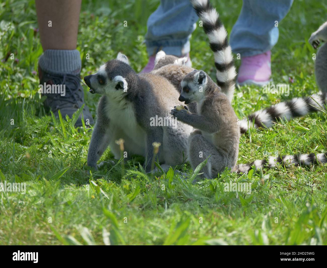 Beautiful view humans feeding lemurs Stock Photo - Alamy