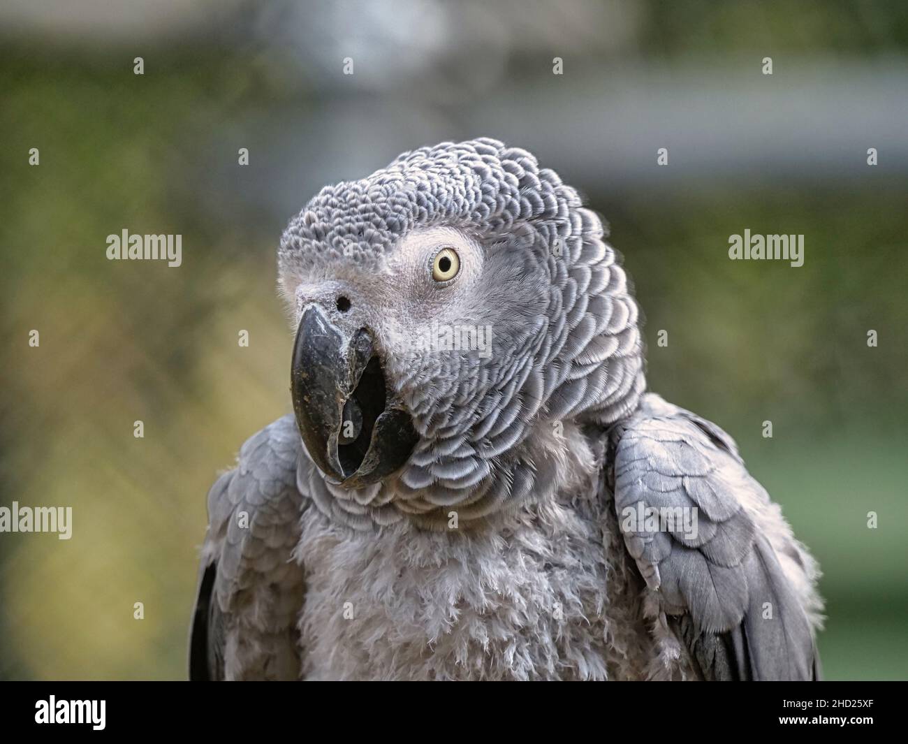 Closeup of a cute parrot on a blurred background Stock Photo - Alamy