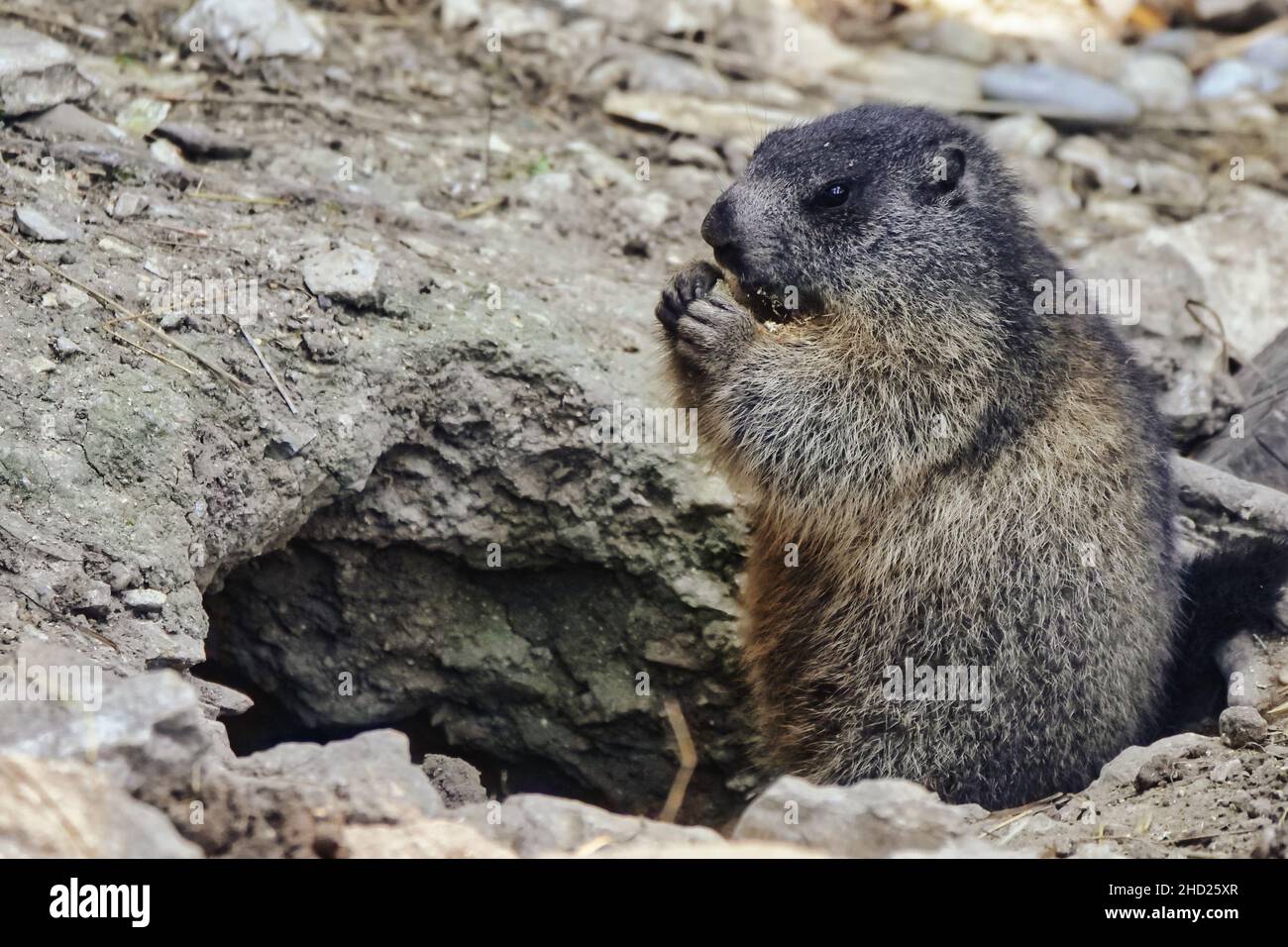 Marmot with branch hi-res stock photography and images - Alamy