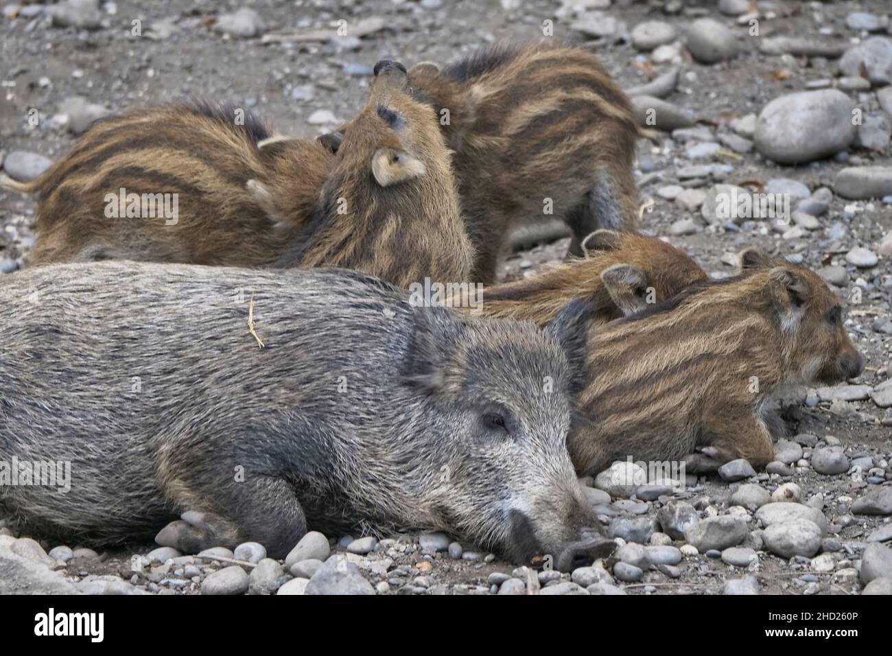 Cute pigs hi-res stock photography and images - Alamy