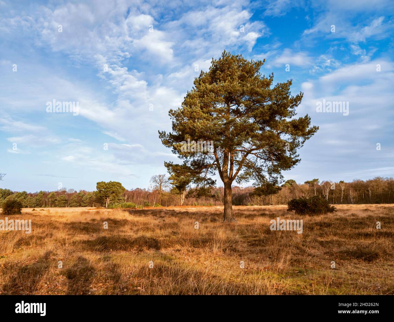 Pine tree on heath habitat in North Yorkshire with a blue winter sky ...