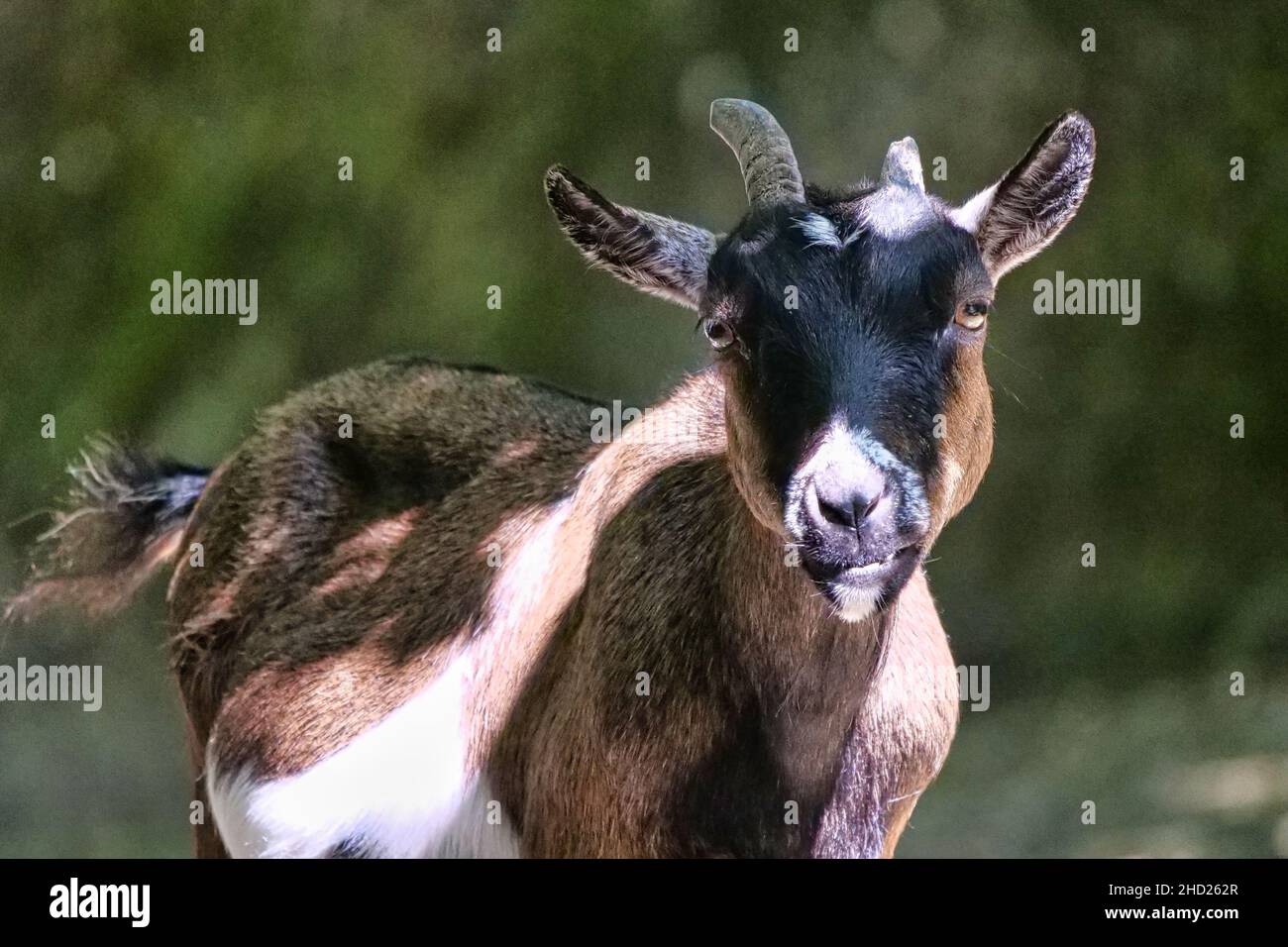 Forest goat hi-res stock photography and images - Alamy