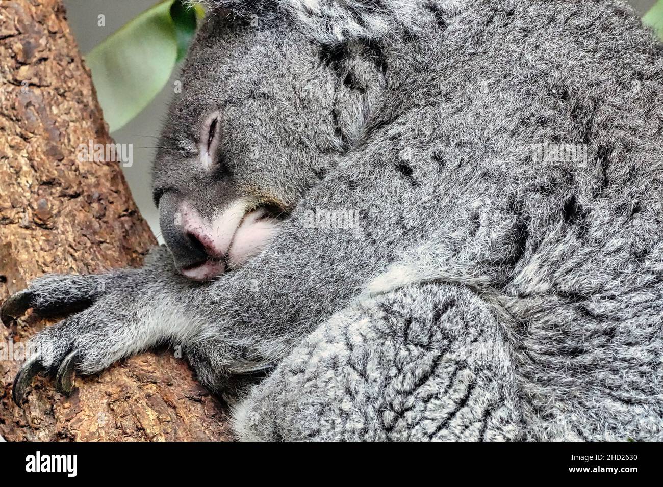 Closeup of a koala on a tree branch Stock Photo - Alamy