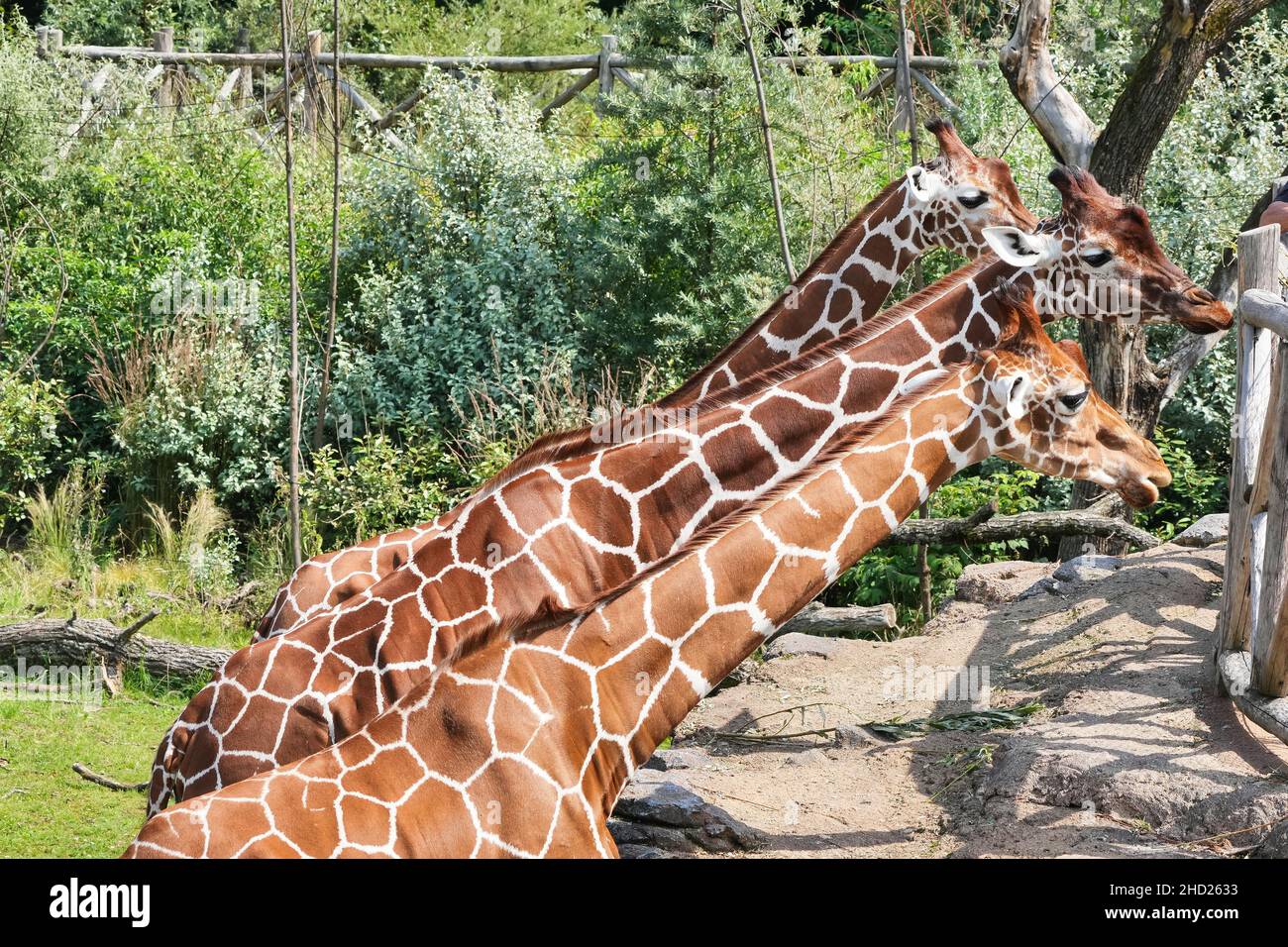 Beautiful giraffes hi-res stock photography and images - Alamy