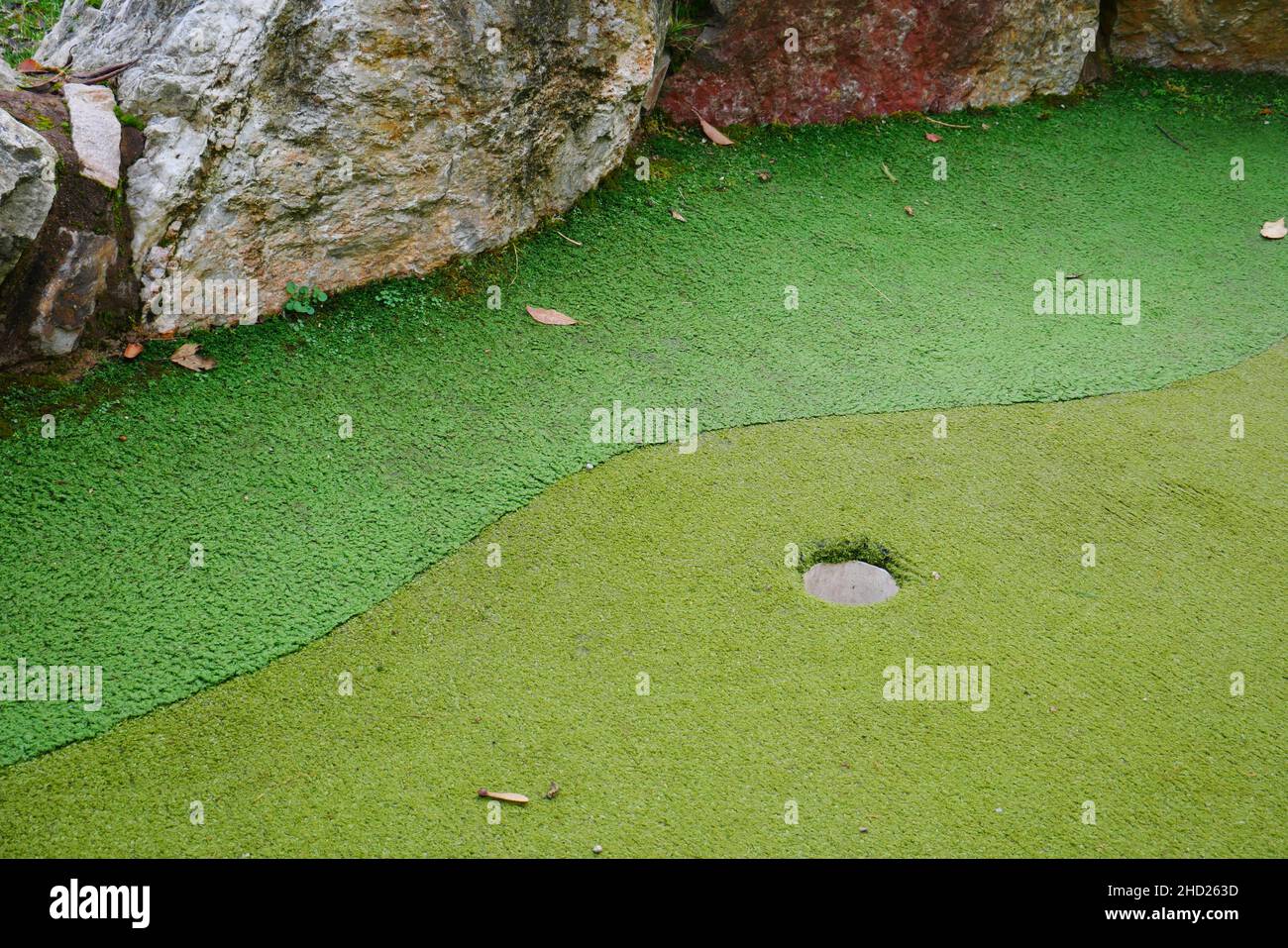 golf hole on an artificial grass mini golf course bordered with large ...