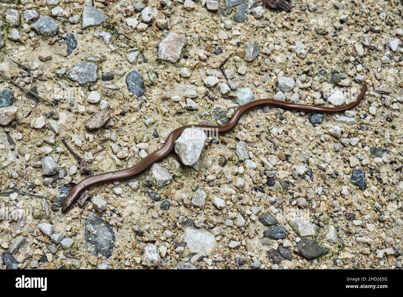 Closeup snake on ground hi-res stock photography and images - Alamy