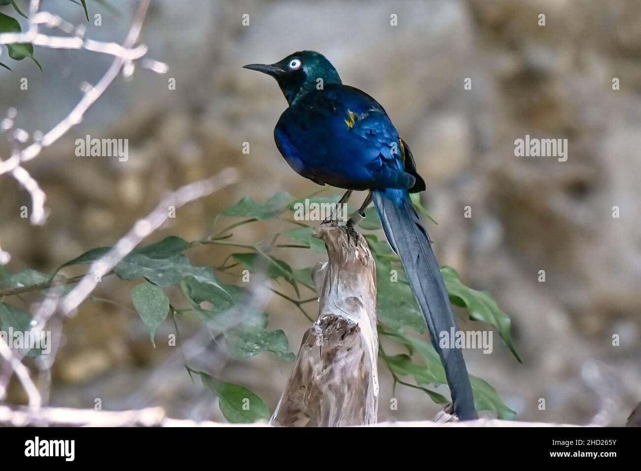 Blue starling hi-res stock photography and images - Alamy
