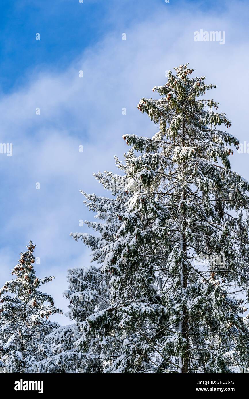 Vertical shot of spruce trees covered by white snow in a clear winter ...