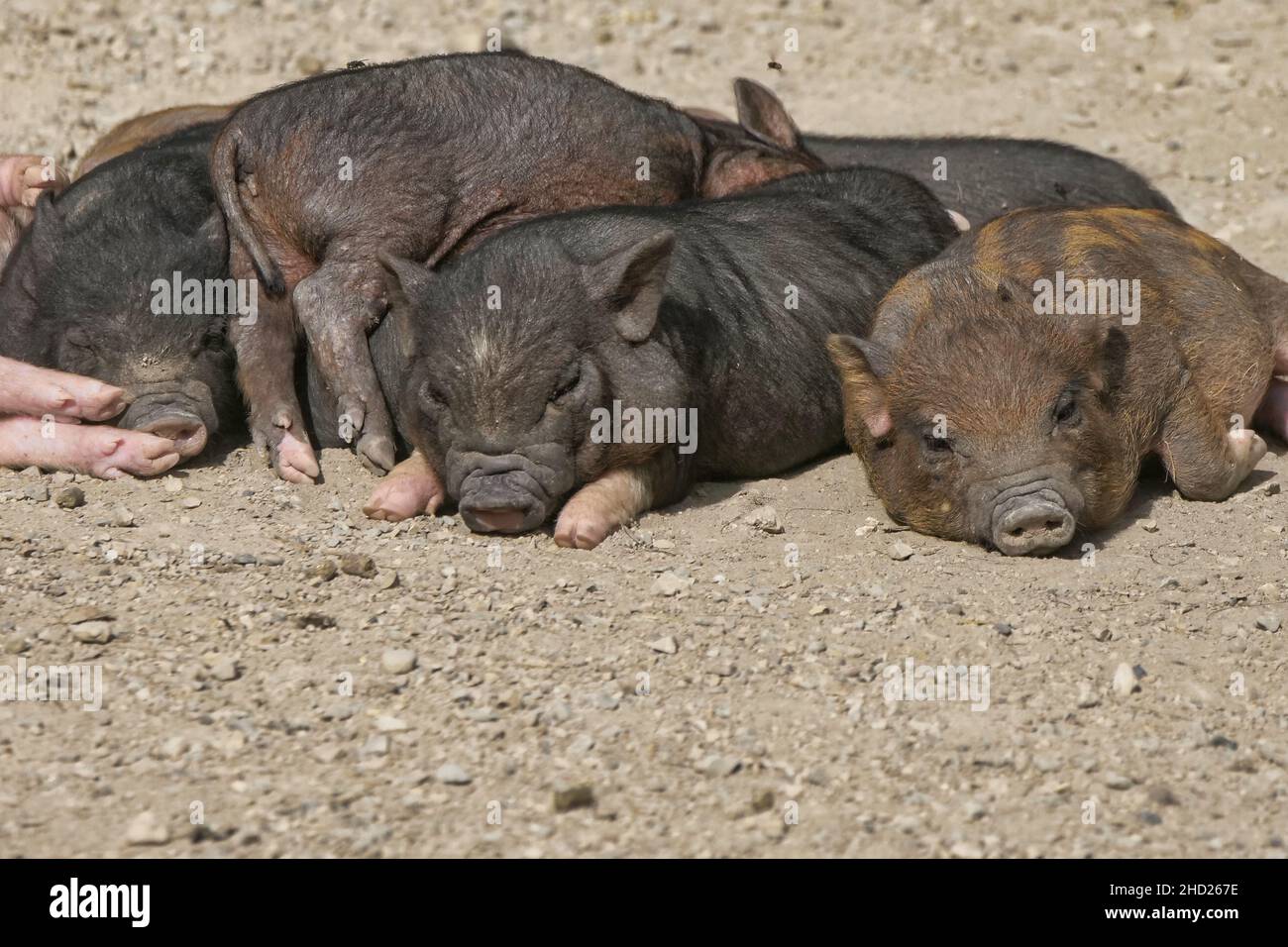 Closeup of cute pigs on a ground Stock Photo - Alamy