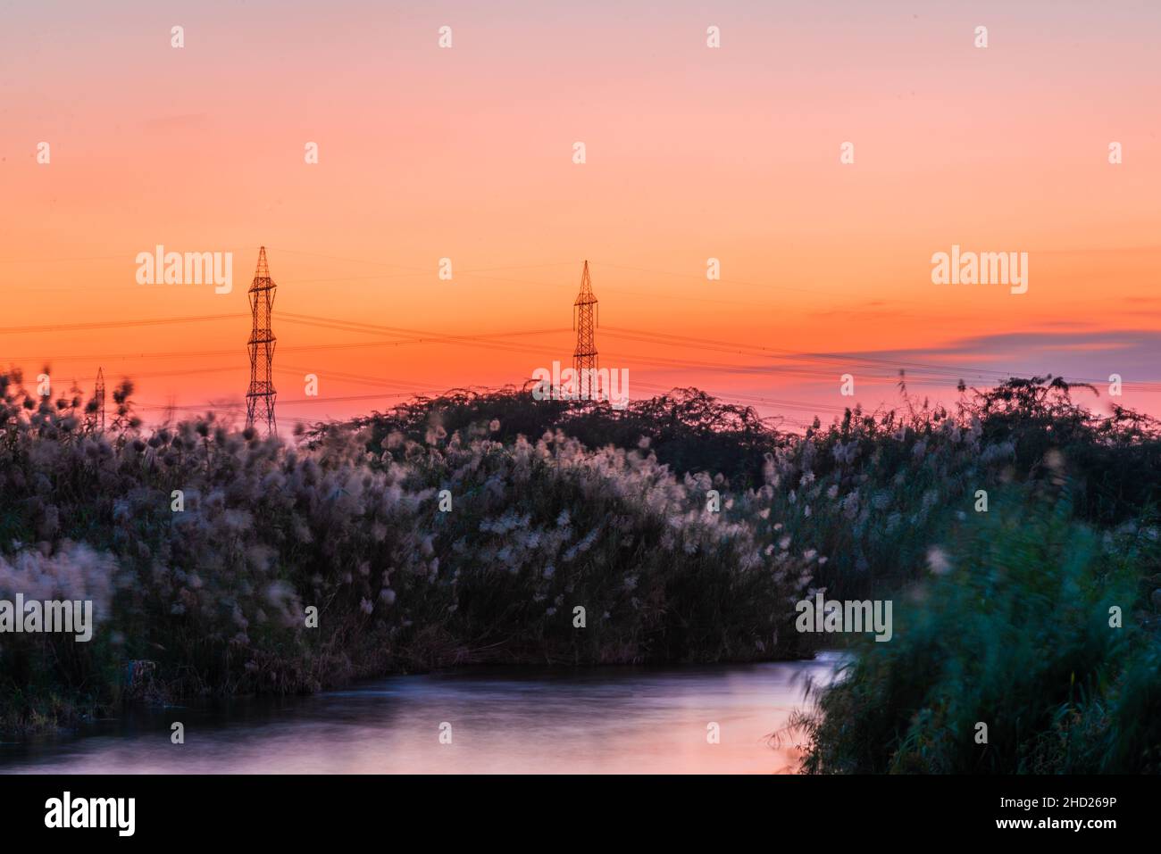 Saudi arabian desert plants hi-res stock photography and images - Alamy