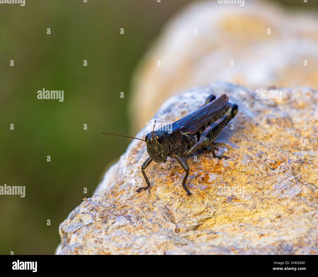 Black grasshopper hi-res stock photography and images - Alamy